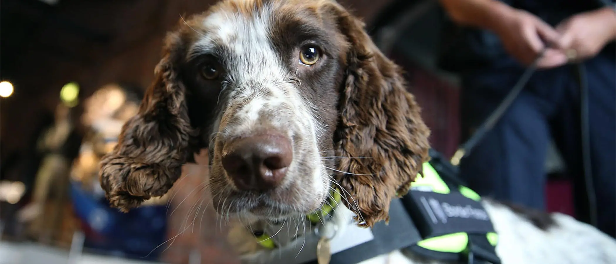 Return of the detector dogs! - Uncover Liverpool